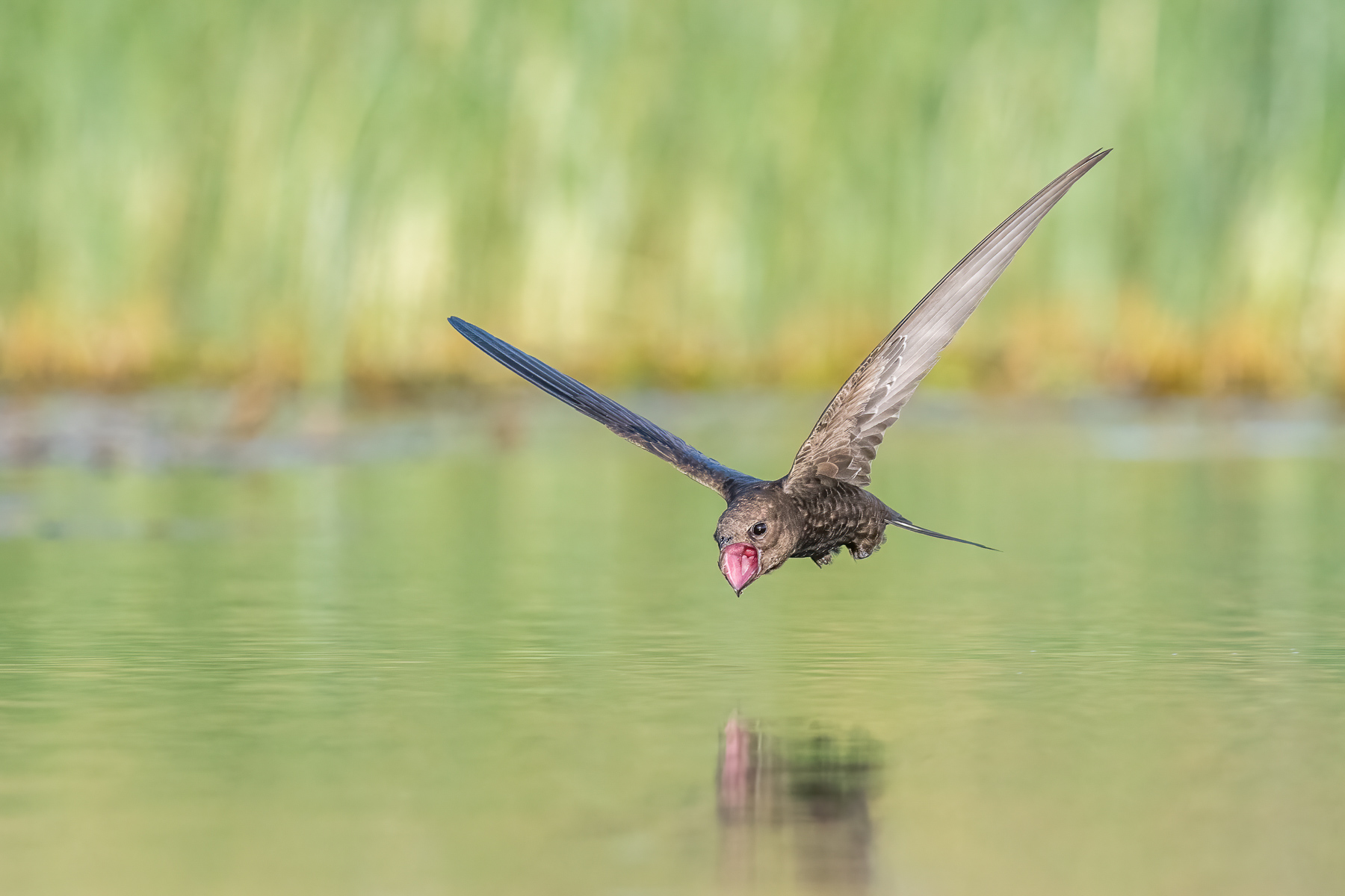 Roadrunner Blocked by U.S. Border Wall Wins Best Bird Photo of 2021 ...