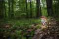 Roadrunner Blocked by U.S. Border Wall Wins Best Bird Photo of 2021 ...