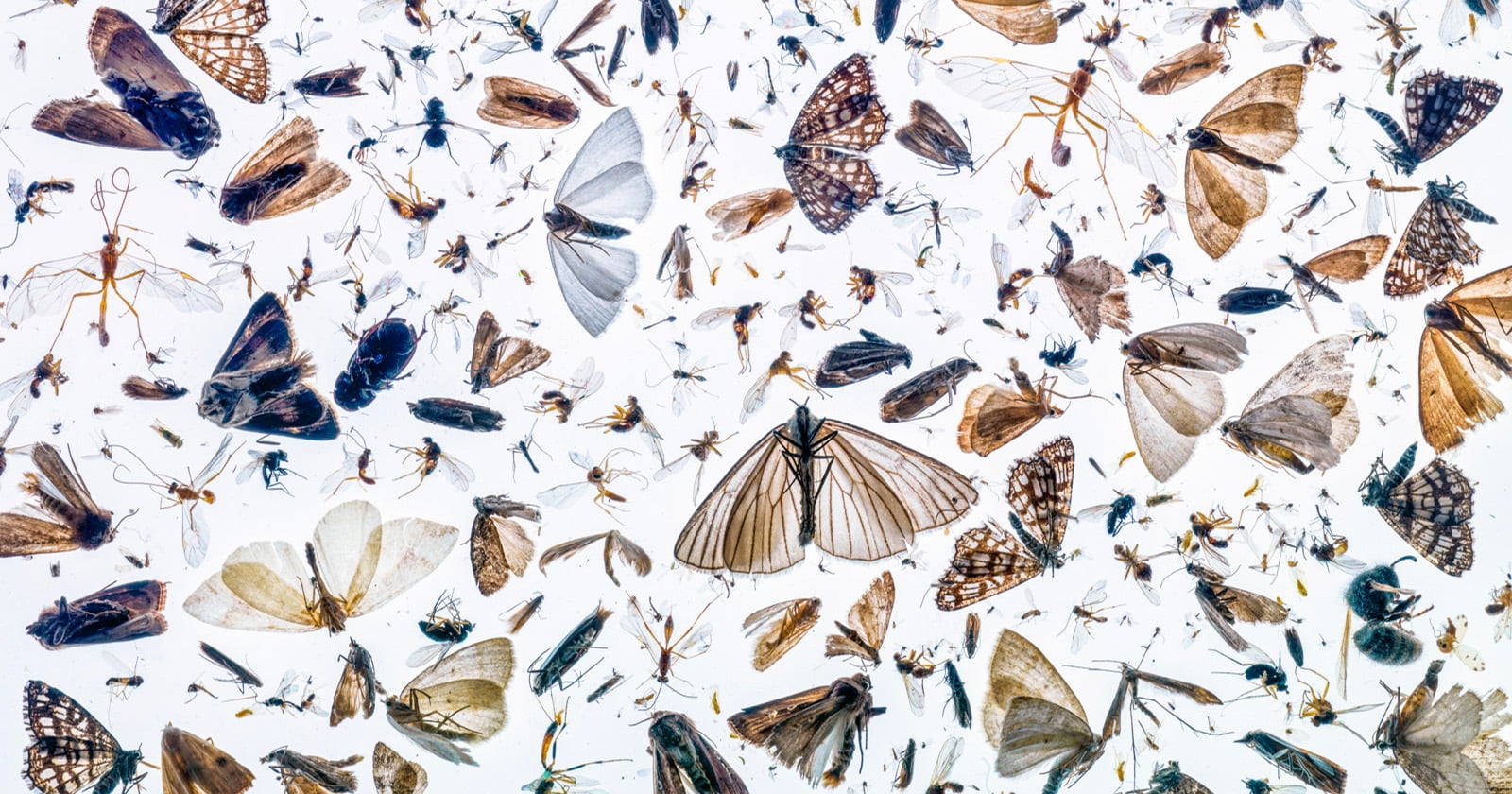 Photo of Bugs Caught in a Lamp Wins Close-Up Photographer of the Year ...