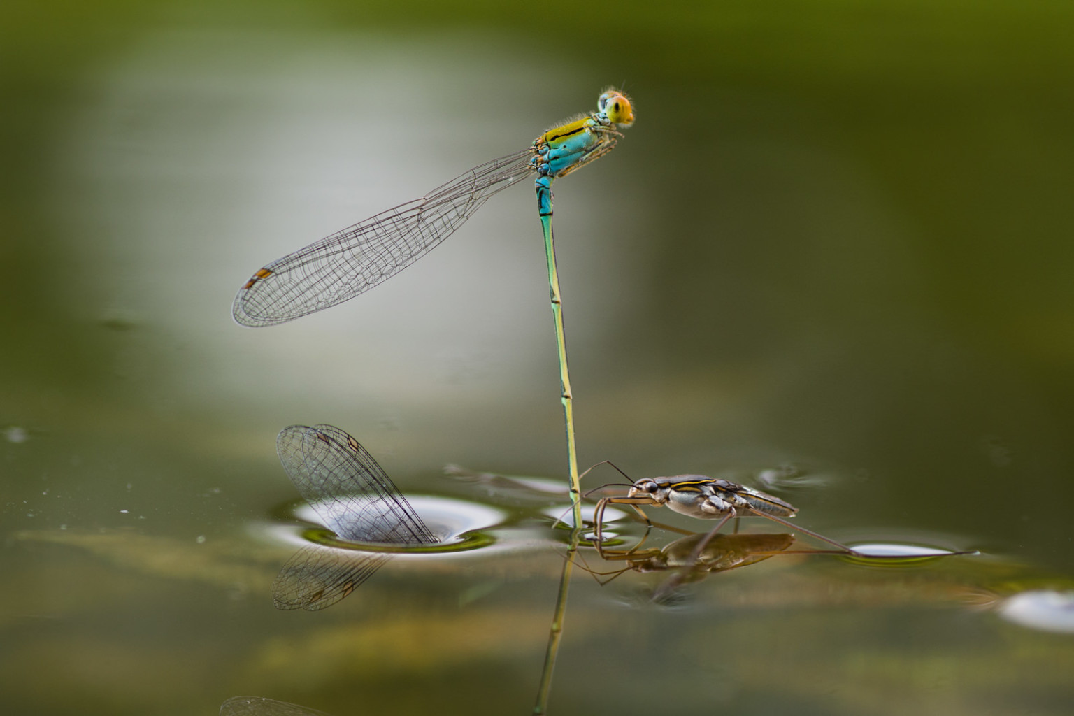 Photo of Bugs Caught in a Lamp Wins Close-Up Photographer of the Year ...