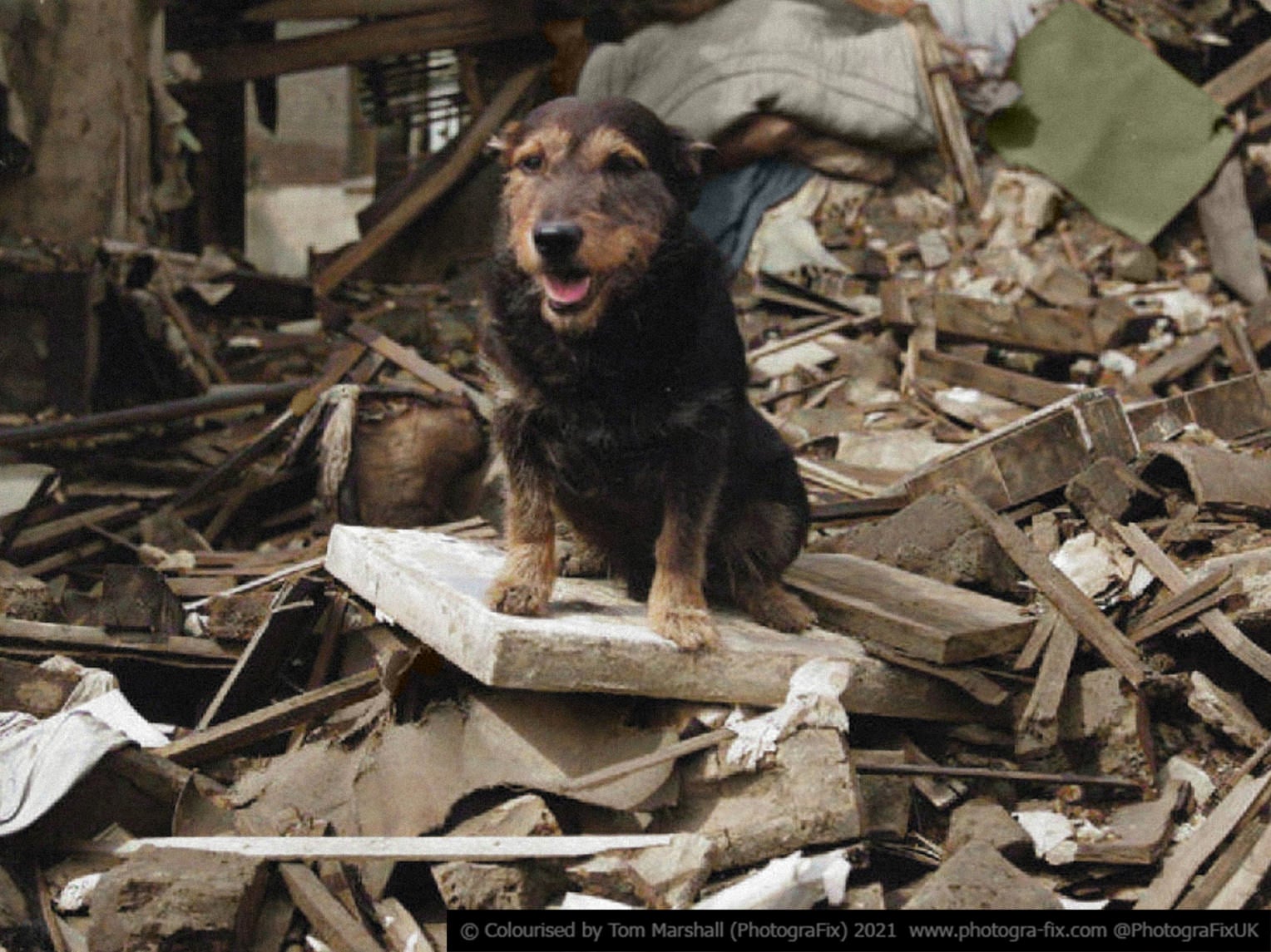 Colorized Photos of Wartime Animals Reveal Their Sacrifice | PetaPixel