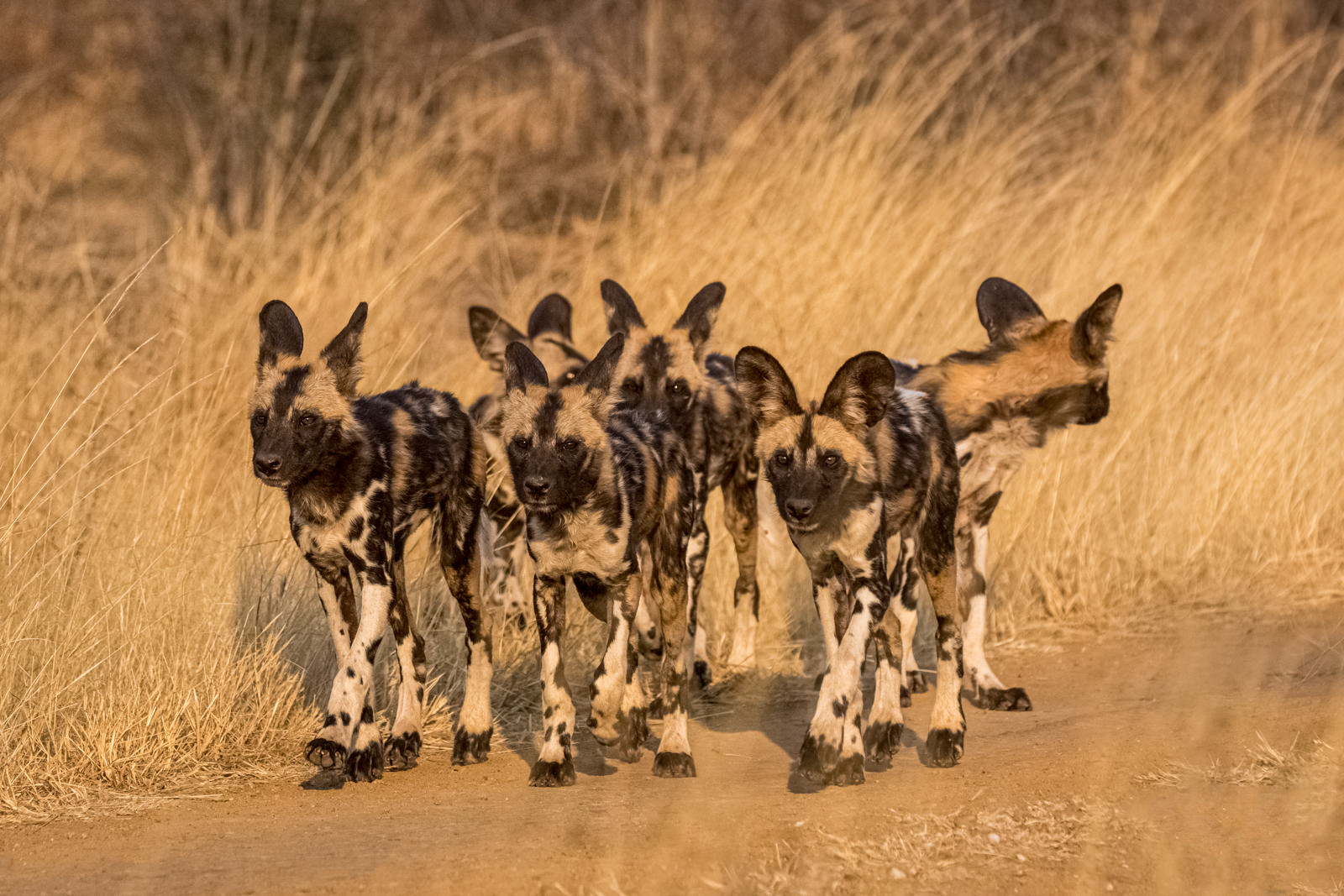 Photos of the African Wild Dog, An Animal on the Brink of Extinction ...