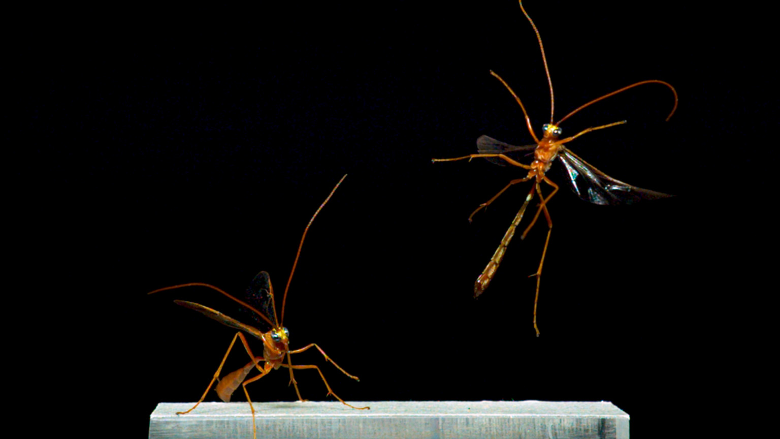 Extraordinary Portraits of Insects in Flight Shot at 6,000 FPS | PetaPixel