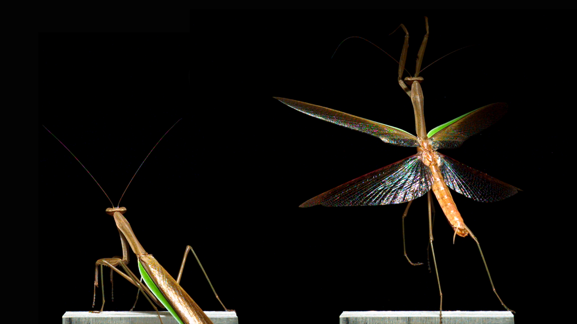 Extraordinary Portraits of Insects in Flight Shot at 6,000 FPS | PetaPixel