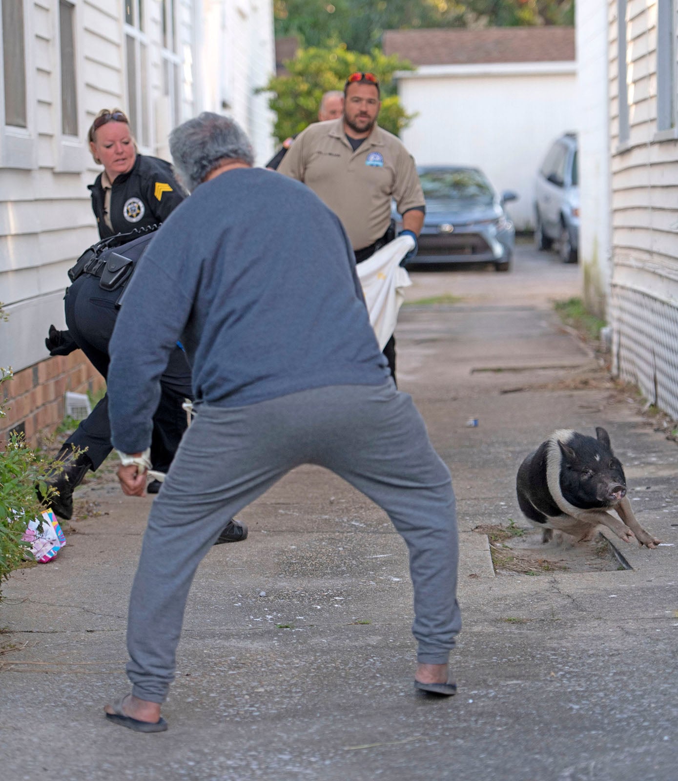 Photographer Captures Hour-Long Police Chase of a Runaway Pig | PetaPixel