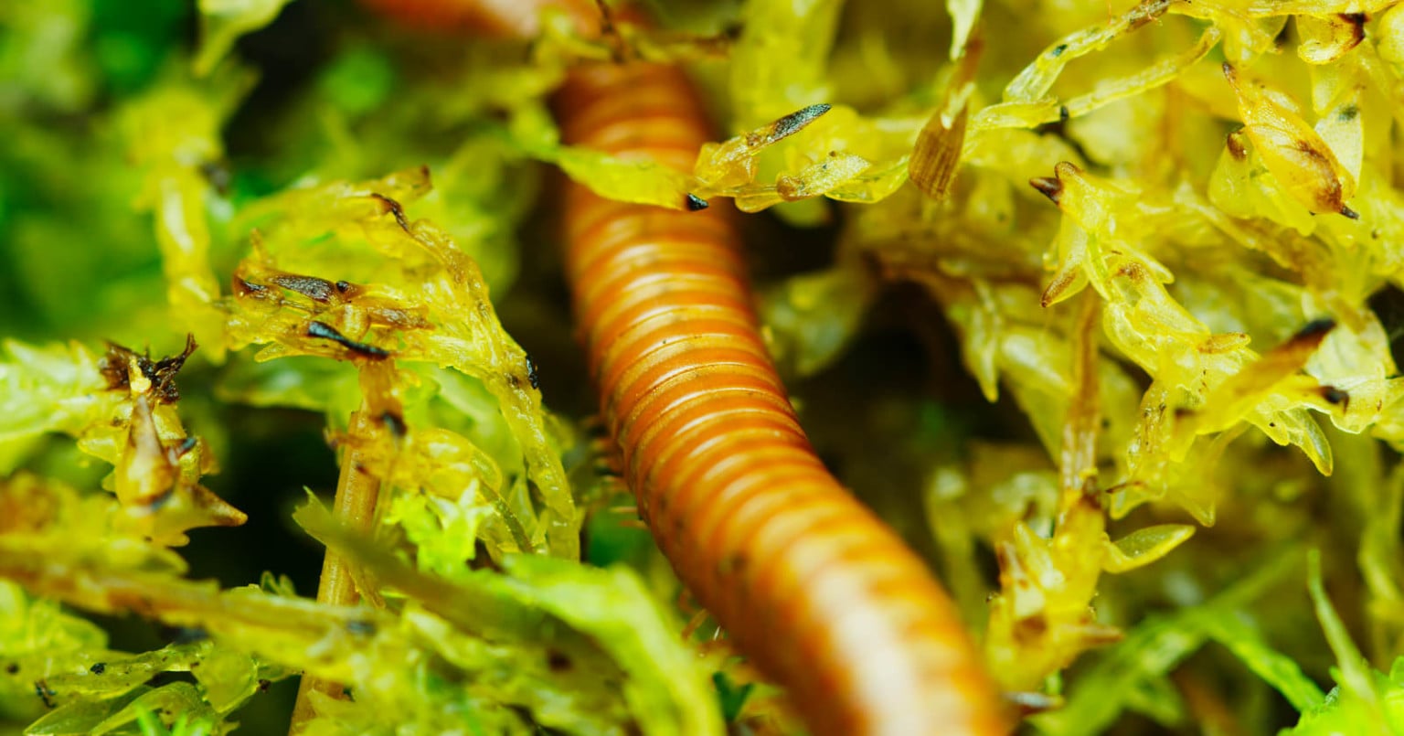 Macro Timelapse Film Showcases Insects and Carnivorous Plants | PetaPixel