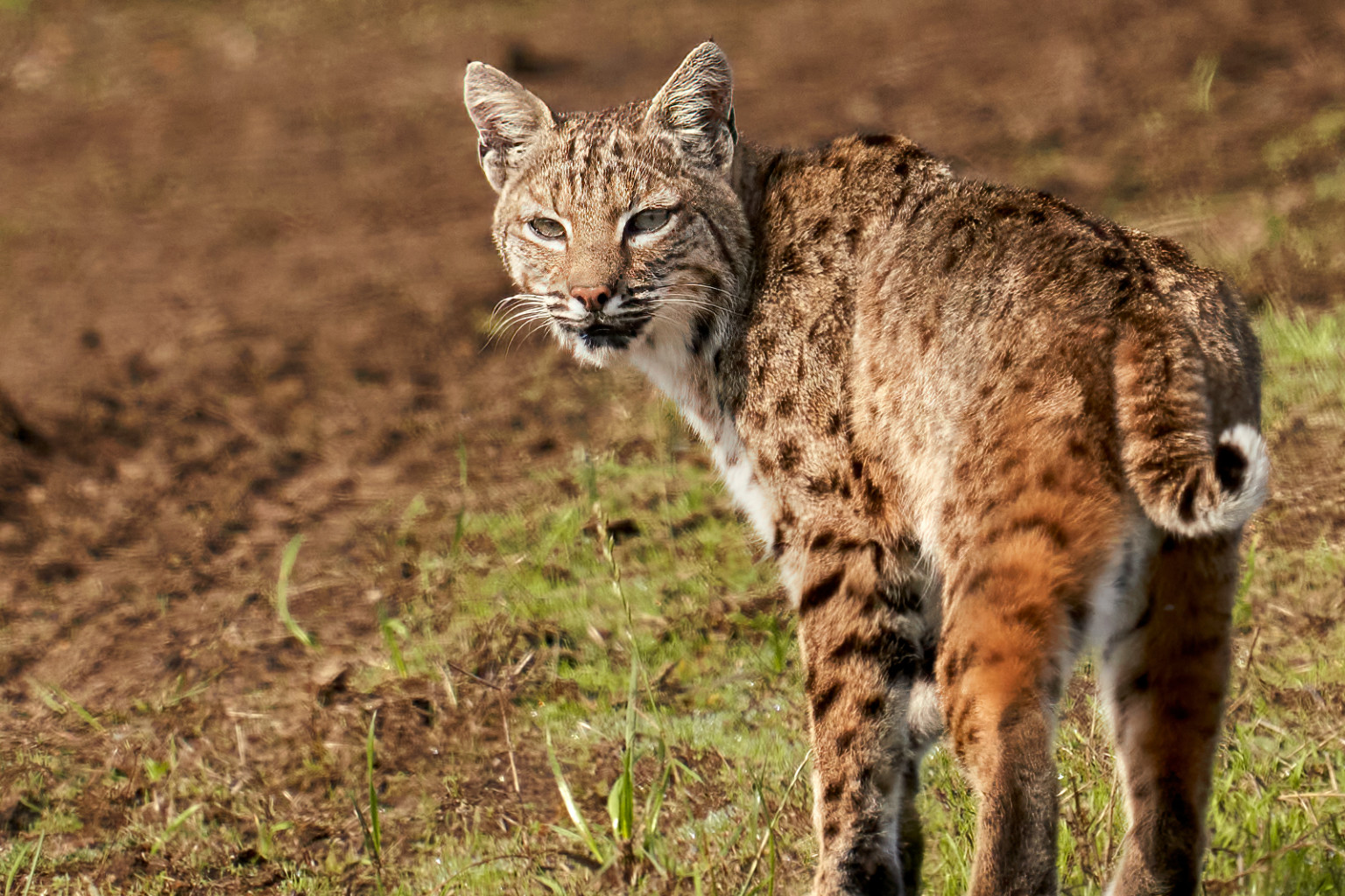 Topaz Labs Image Quality Bundle: A Photographer’s Lifeline | PetaPixel