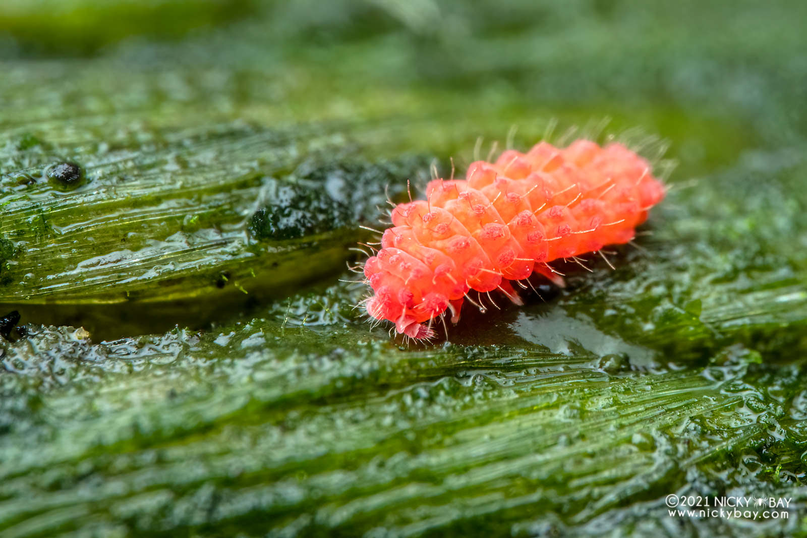 Laowa 85mm f/5.6 Review: The Smallest 2x Macro Packs a Big Punch ...