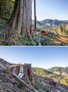 Before-and-After Photos Reveal the Destruction of Ancient Forests ...