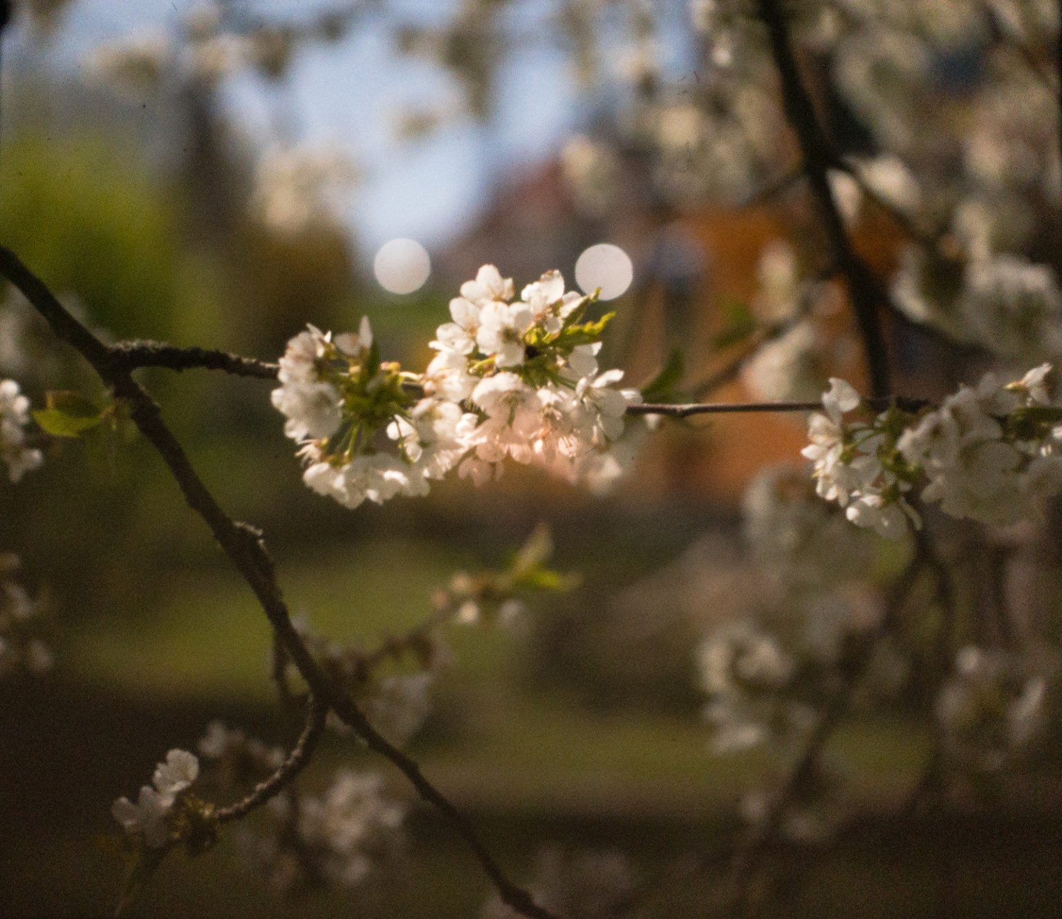 Cinezone Turns Your Smartphone Into a Medium Format Digital Back ...