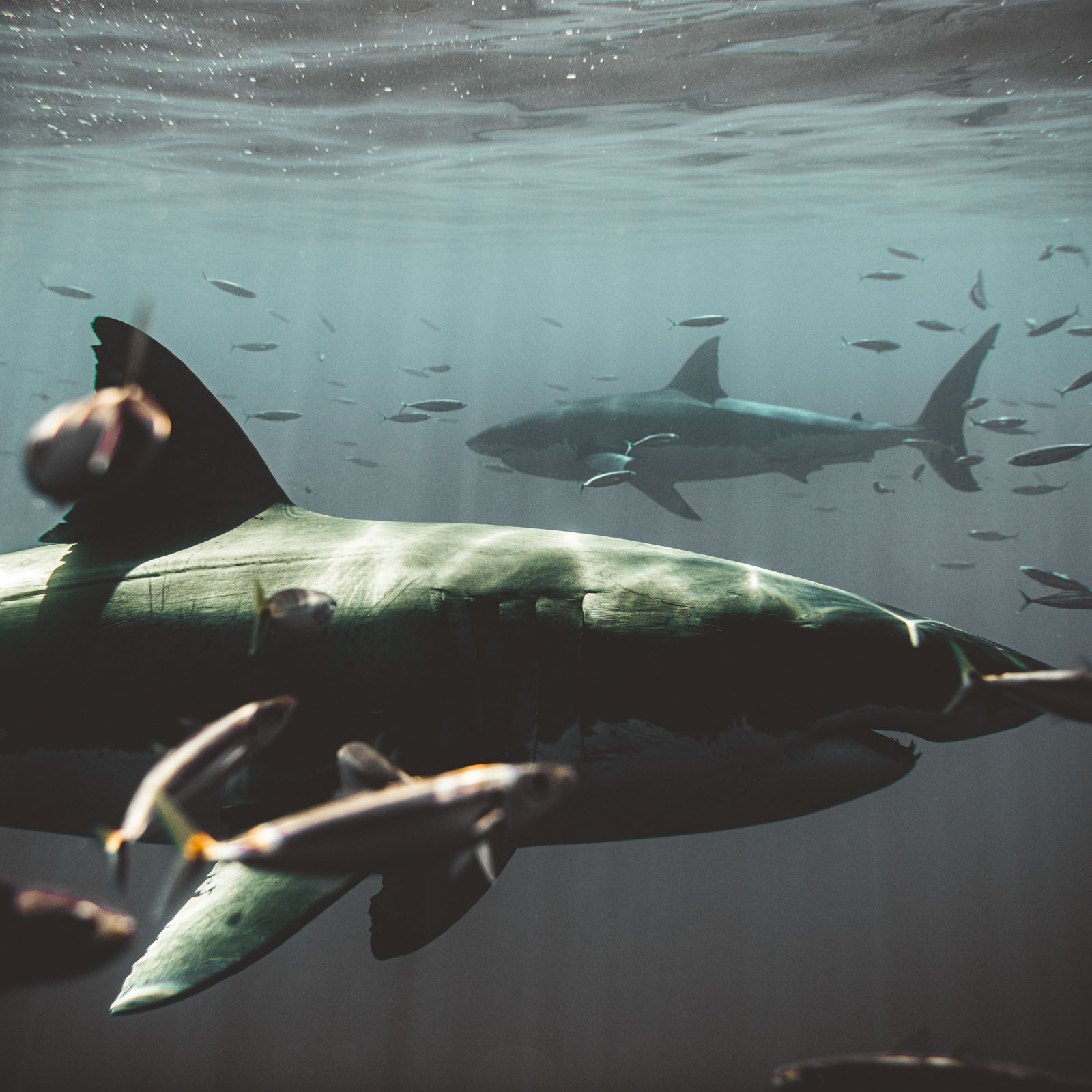 Photographer Captures Stunning Up Close Photos of Massive Sharks ...