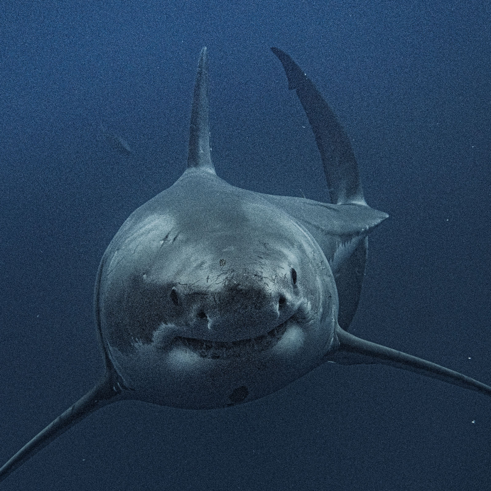 Photographer Captures Stunning Up Close Photos of Massive Sharks ...