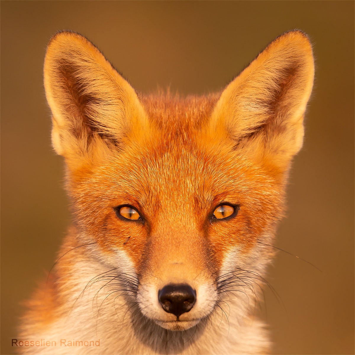 Sixty-Four Foxy Faces: Portraits of Fantastic Foxes Over 10+ Years ...