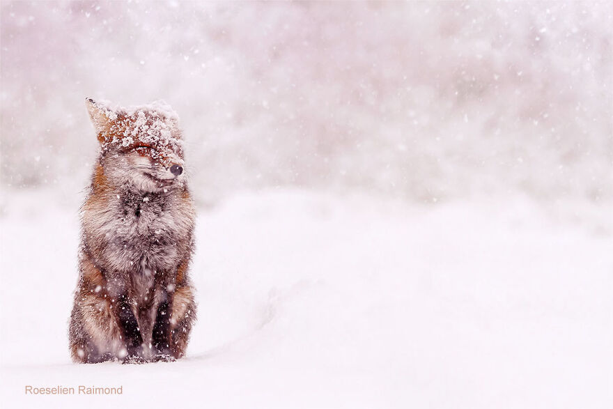 Photographer Captures Fox Adorably Covered in Snow | PetaPixel