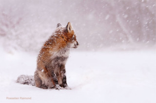 Photographer Captures Fox Adorably Covered in Snow | PetaPixel