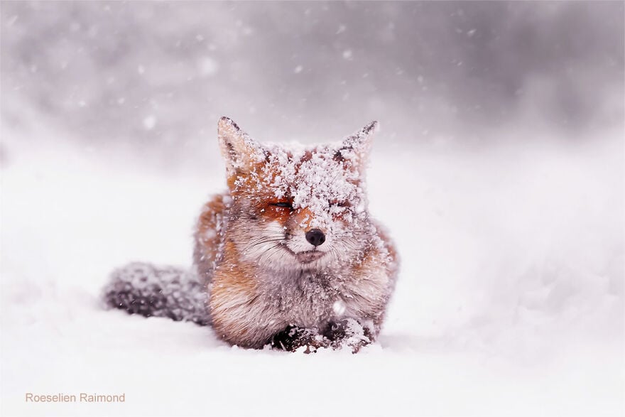 Photographer Captures Fox Adorably Covered in Snow | PetaPixel