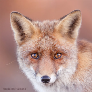 Sixty-Four Foxy Faces: Portraits of Fantastic Foxes Over 10+ Years ...