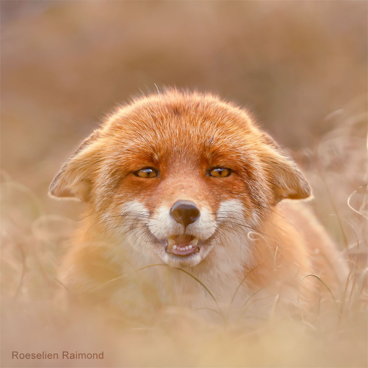 Sixty-Four Foxy Faces: Portraits of Fantastic Foxes Over 10+ Years ...