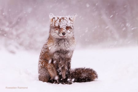 Photographer Captures Fox Adorably Covered in Snow | PetaPixel