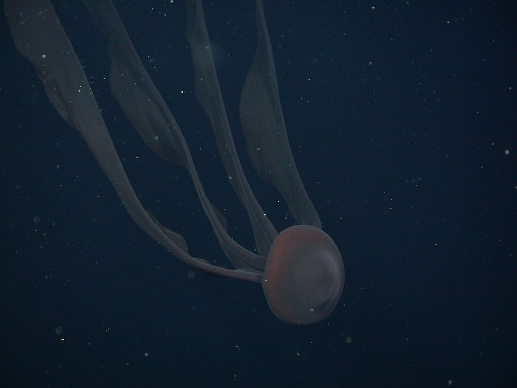 Rare Photos of Giant Phantom Jellyfish from 3,200 Feet Under the Sea | PetaPixel