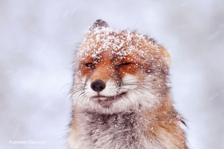 Photographer Captures Fox Adorably Covered in Snow | PetaPixel