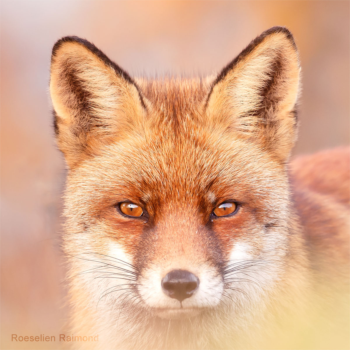 Sixty-Four Foxy Faces: Portraits of Fantastic Foxes Over 10+ Years ...