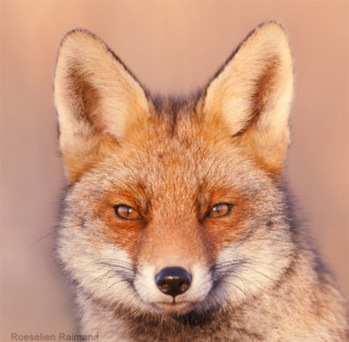 Sixty-Four Foxy Faces: Portraits of Fantastic Foxes Over 10+ Years ...