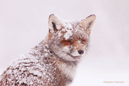 Photographer Captures Fox Adorably Covered in Snow | PetaPixel