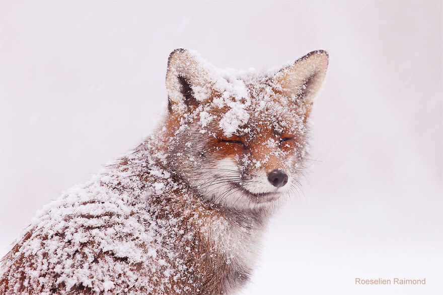 Photographer Captures Fox Adorably Covered in Snow | PetaPixel