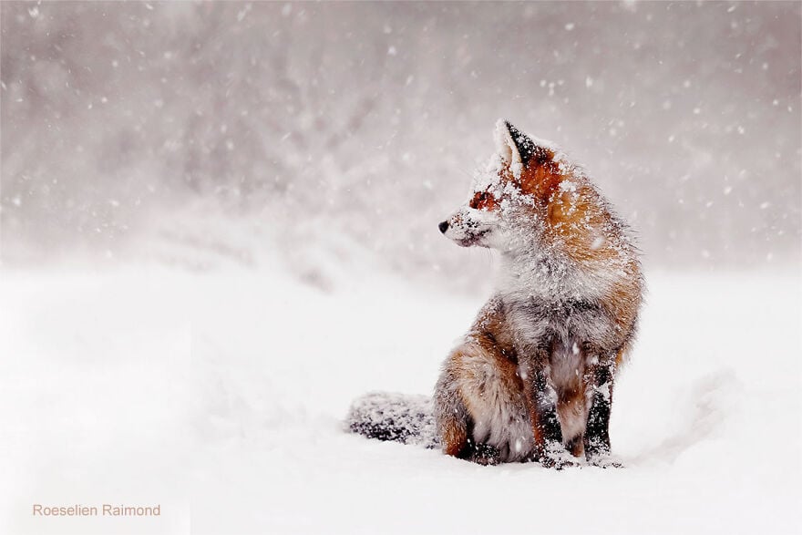 Photographer Captures Fox Adorably Covered in Snow | PetaPixel