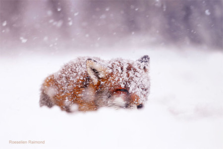 Photographer Captures Fox Adorably Covered in Snow | PetaPixel