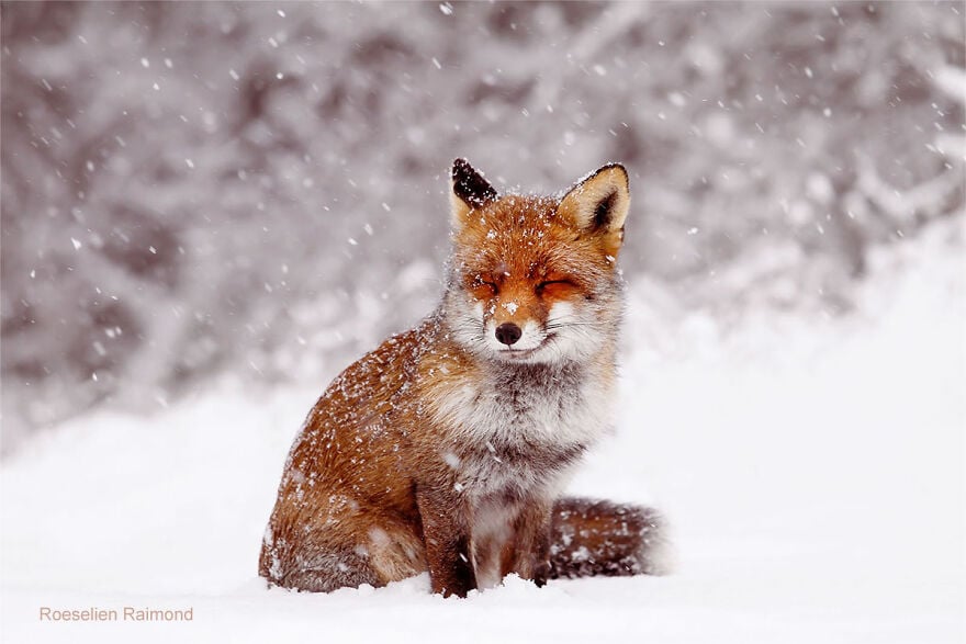 Photographer Captures Fox Adorably Covered in Snow | PetaPixel