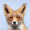 Sixty-Four Foxy Faces: Portraits of Fantastic Foxes Over 10+ Years ...