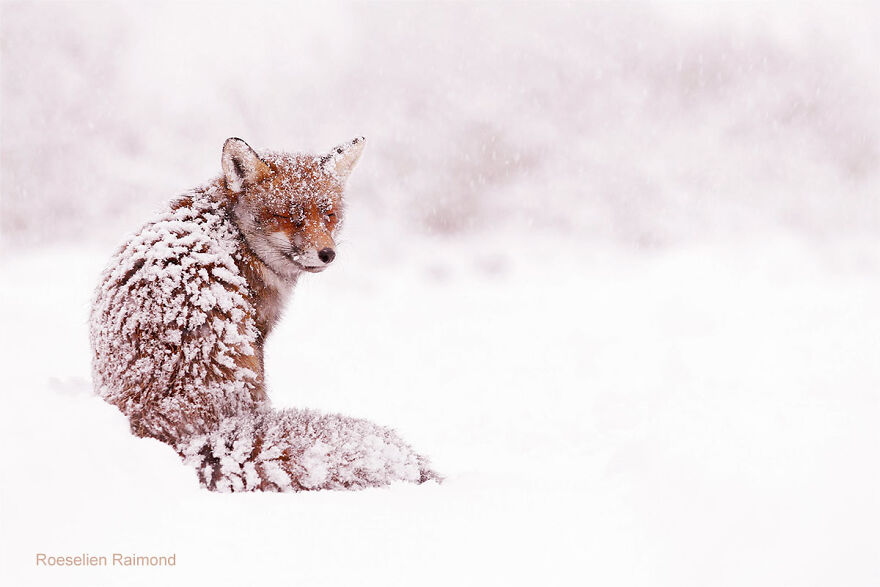 Photographer Captures Fox Adorably Covered in Snow | PetaPixel