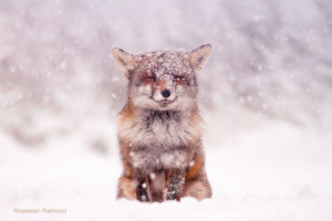 Photographer Captures Fox Adorably Covered in Snow | PetaPixel
