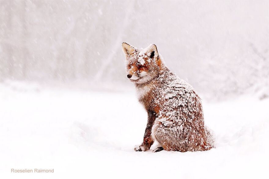 Photographer Captures Fox Adorably Covered in Snow | PetaPixel