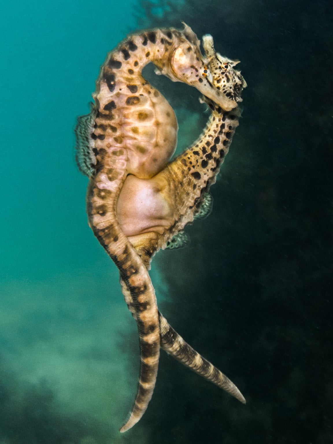 The Spectacular Winners of the 2021 Ocean Art Photography Competition ...