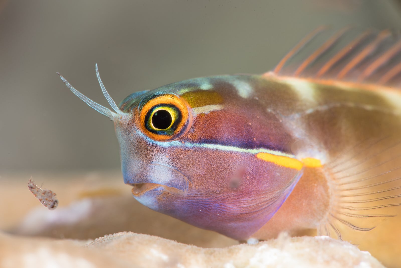 The Spectacular Winners of the 2021 Ocean Art Photography Competition ...