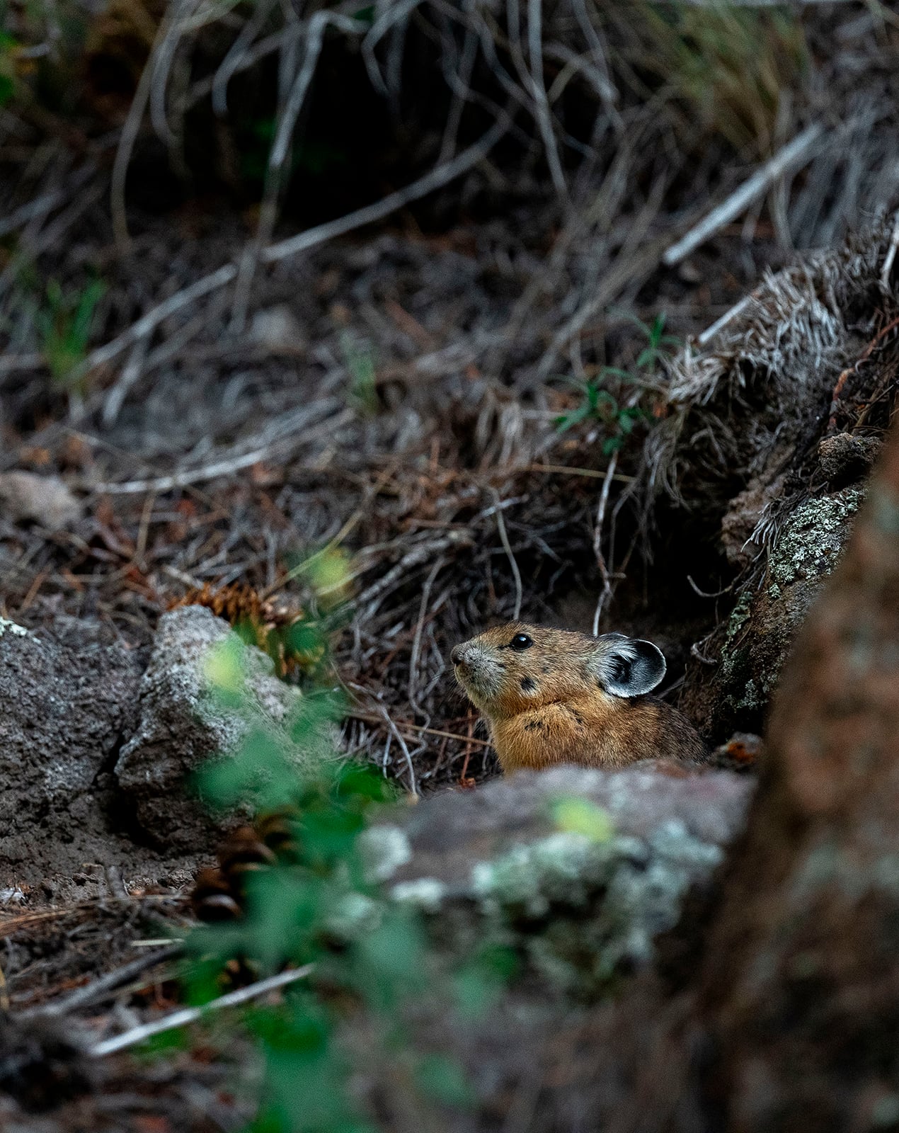 Photographing the American Pika, a Tiny Indicator of Climate Change ...