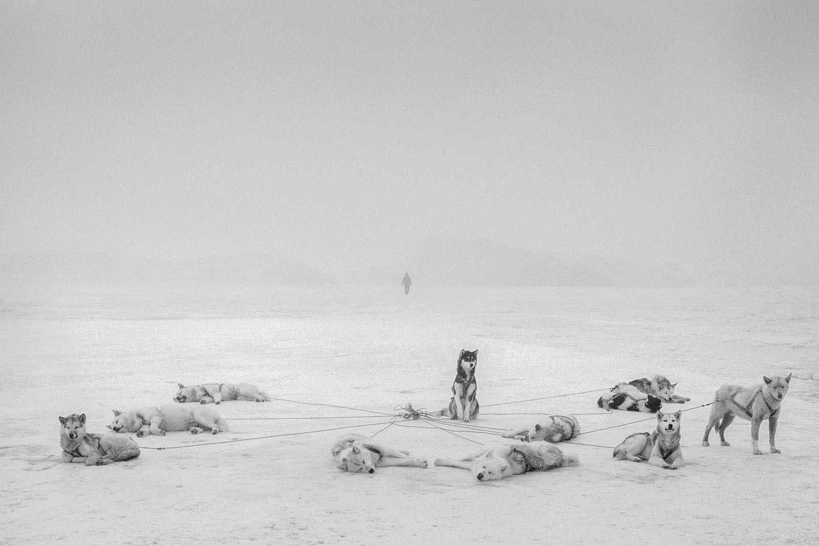 Stark Black and White Photos Capture Life in a Melting Arctic | PetaPixel