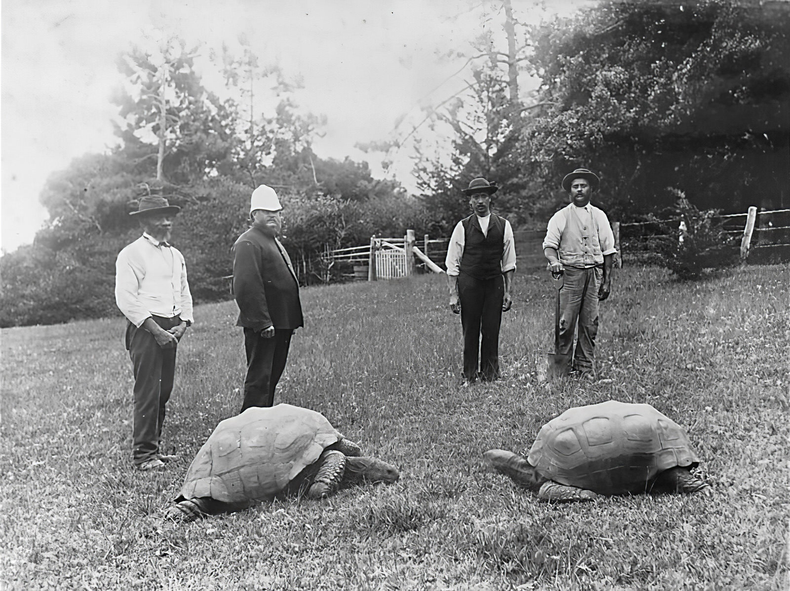 Jonathan the 190-Year-Old Tortoise Was Photographed in 1886 and Today ...
