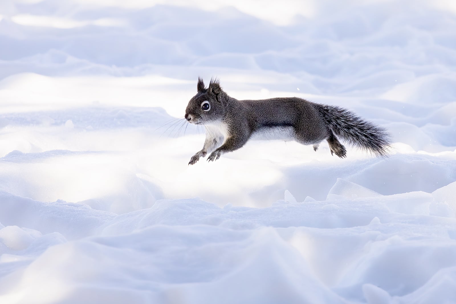 Canon RF 100-400mm f/5.6-8 IS USM Review: It’s Better Than You Think ...