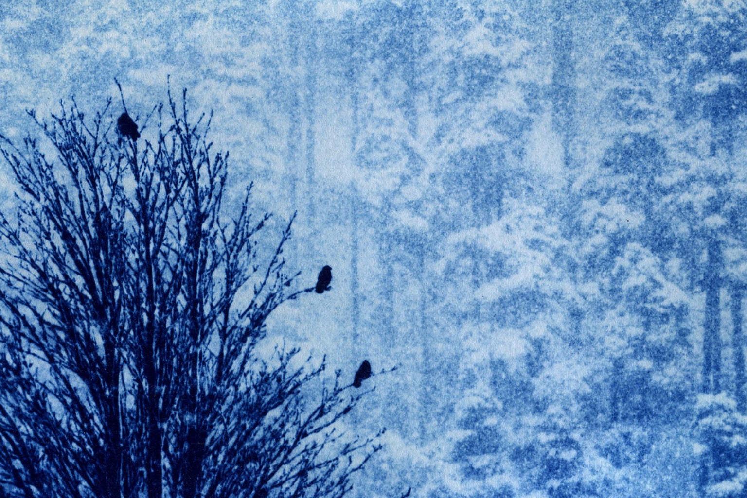 Photographer's Jackdaw Cyanotype Series Helped Her Cope with Grief ...