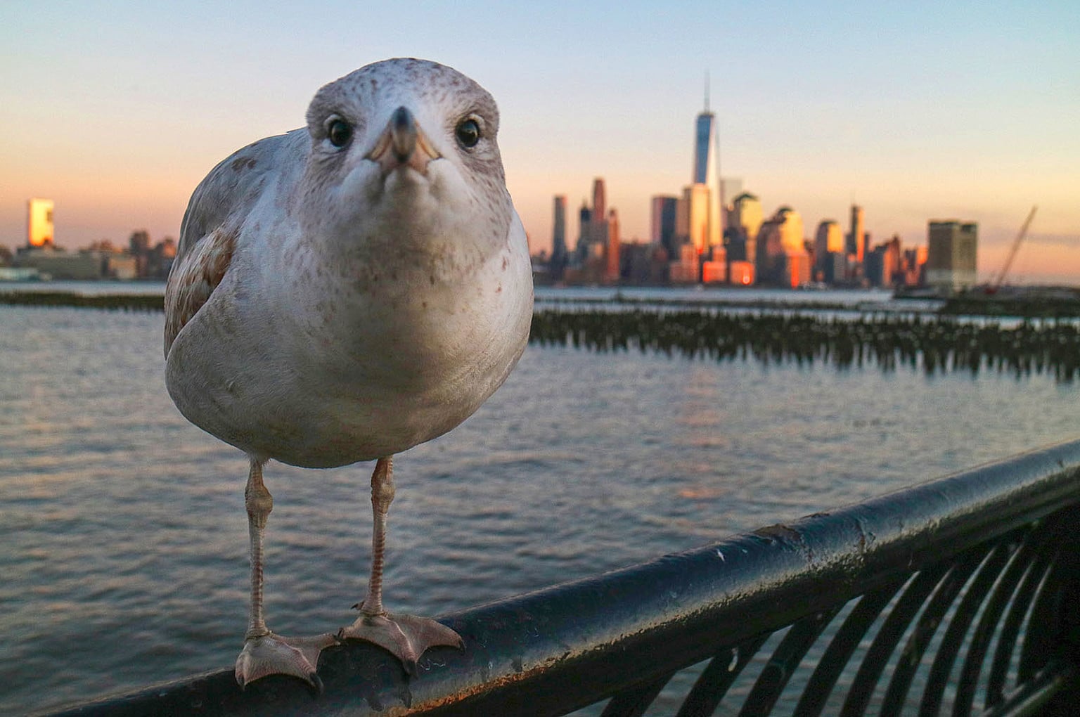 Photographer’s Wide Lens Meets a Seagull’s Gaze | PetaPixel