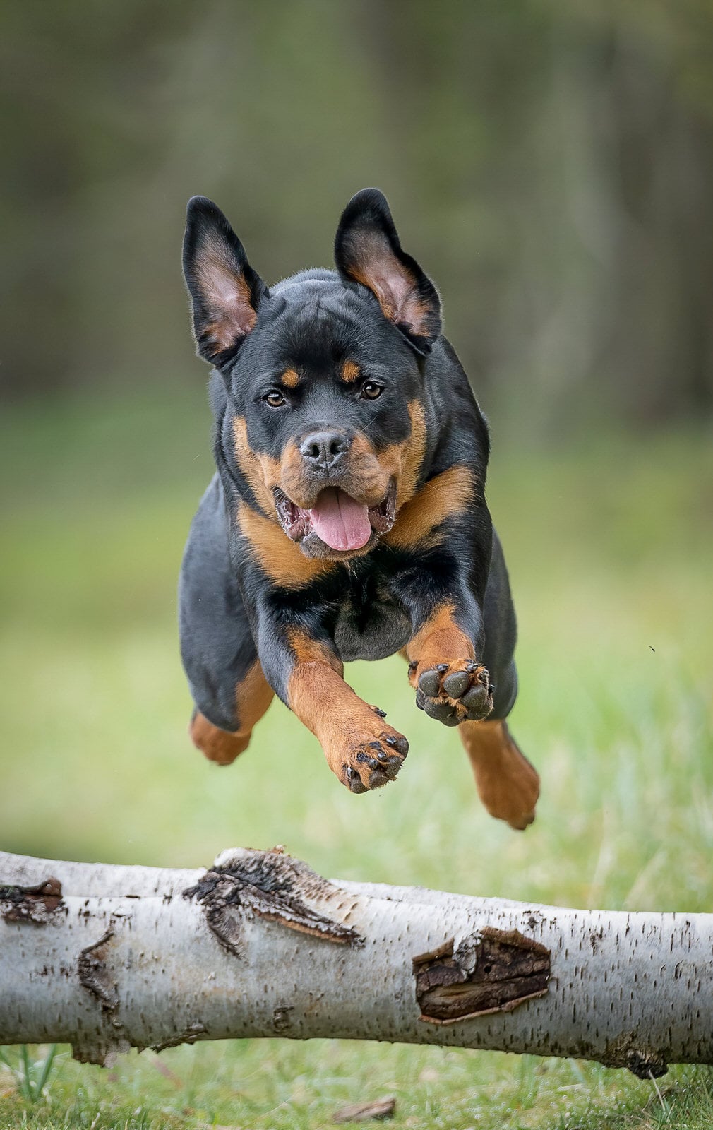 Photographer Captures Dogs Jumping Over Branches | PetaPixel