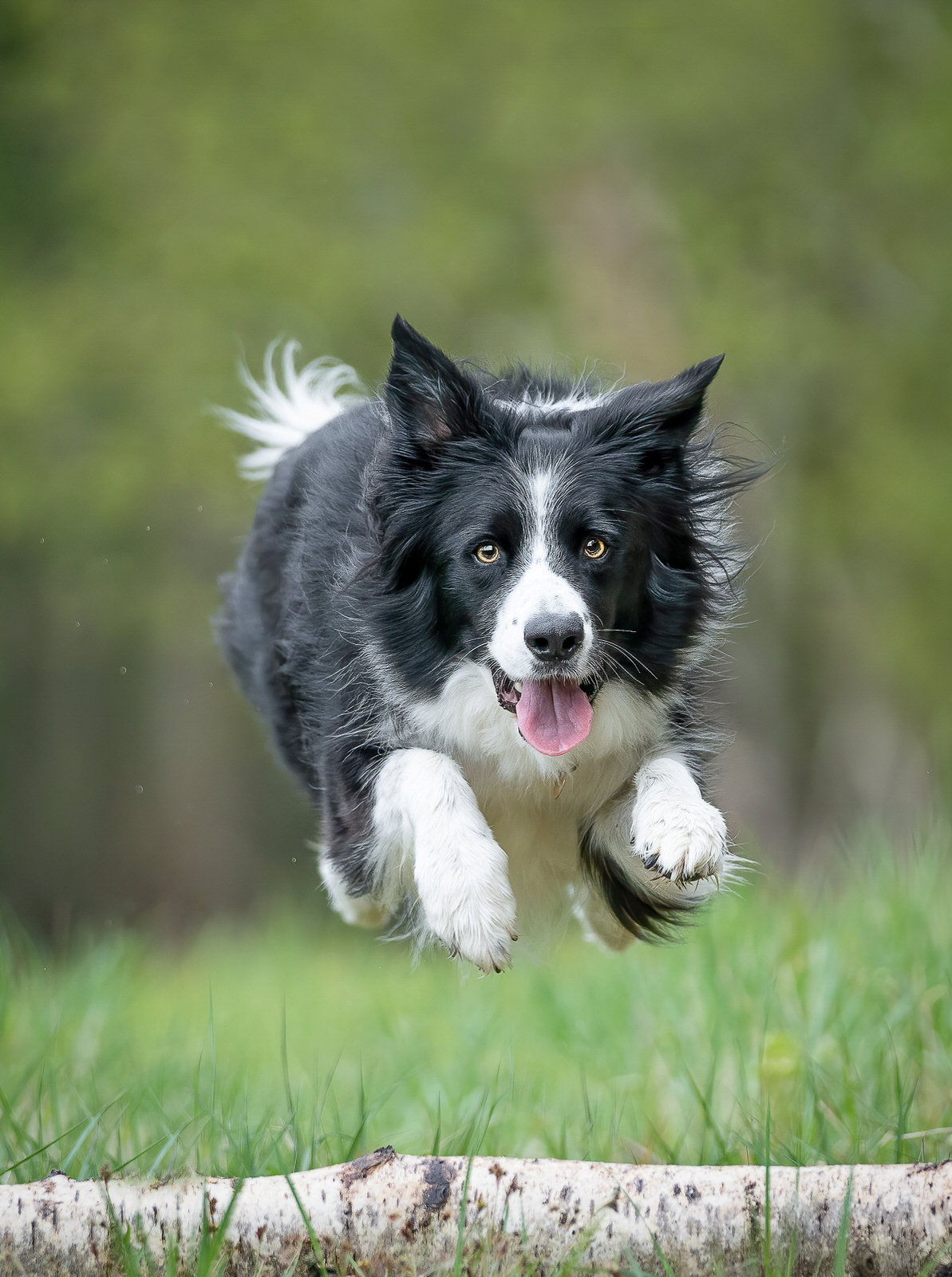 Photographer Captures Dogs Jumping Over Branches | PetaPixel
