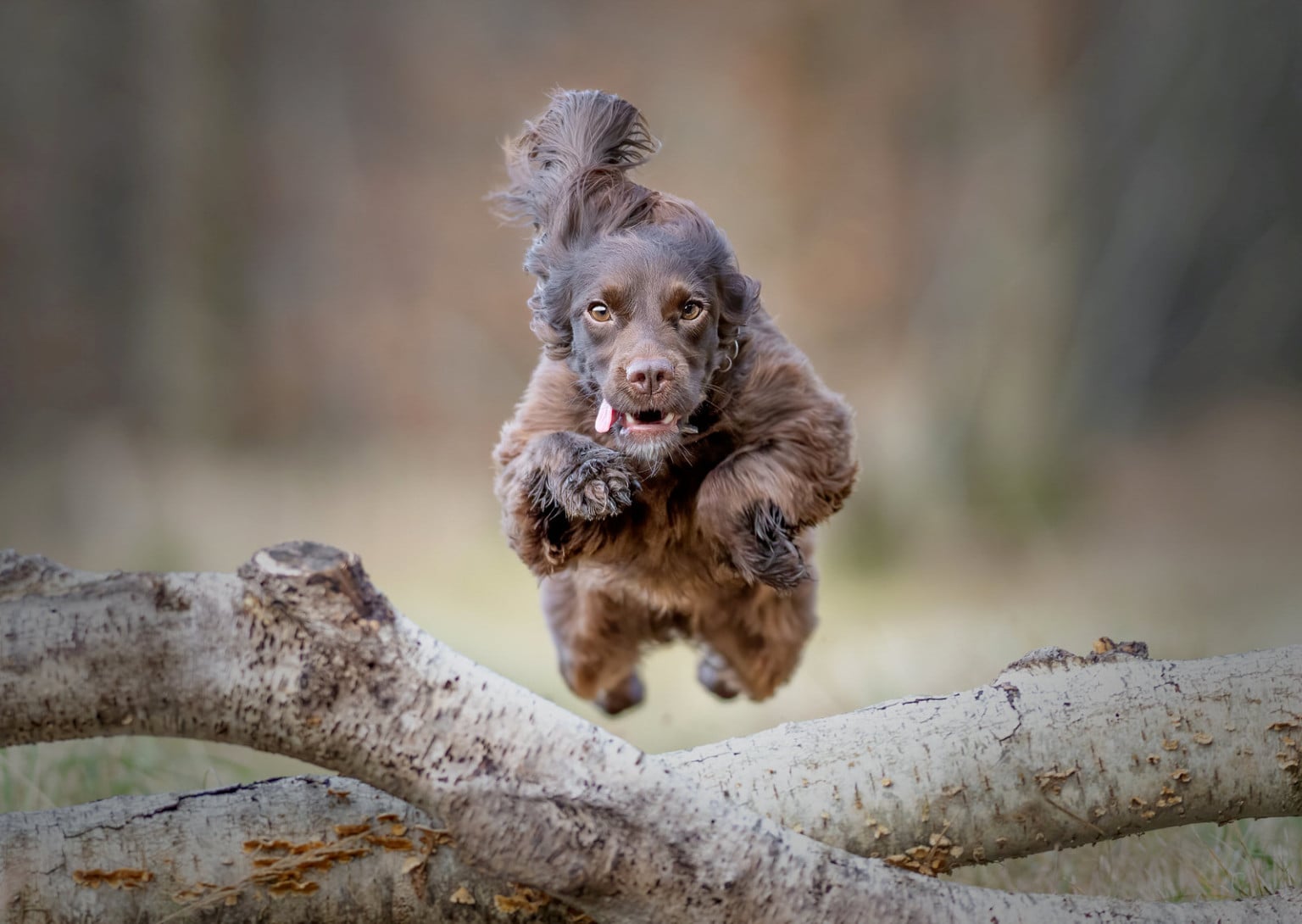 Photographer Captures Dogs Jumping Over Branches | PetaPixel