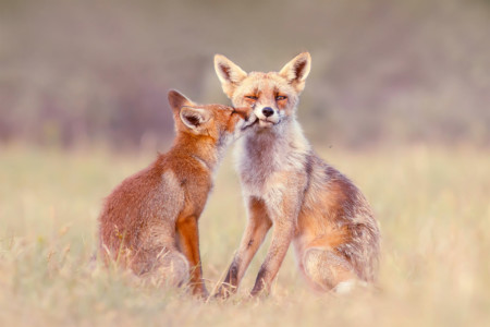 Photographer Captures Heartwarming Photos of Foxes 'In Love' | PetaPixel