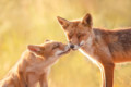 Photographer Captures Heartwarming Photos of Foxes 'In Love' | PetaPixel
