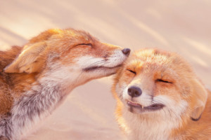 Photographer Captures Heartwarming Photos of Foxes 'In Love' | PetaPixel